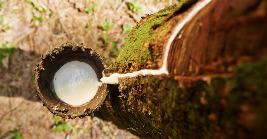 Certificação abre novos caminhos para a borracha natural brasileira ...